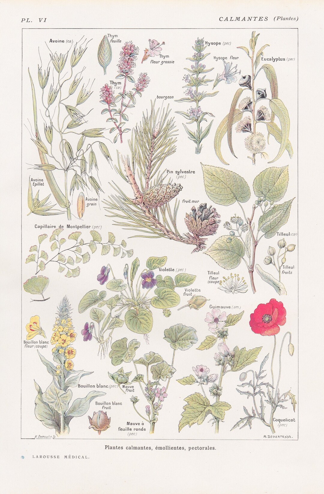 Instant Download French Relaxing Plants Vintage Print, Botanics ...