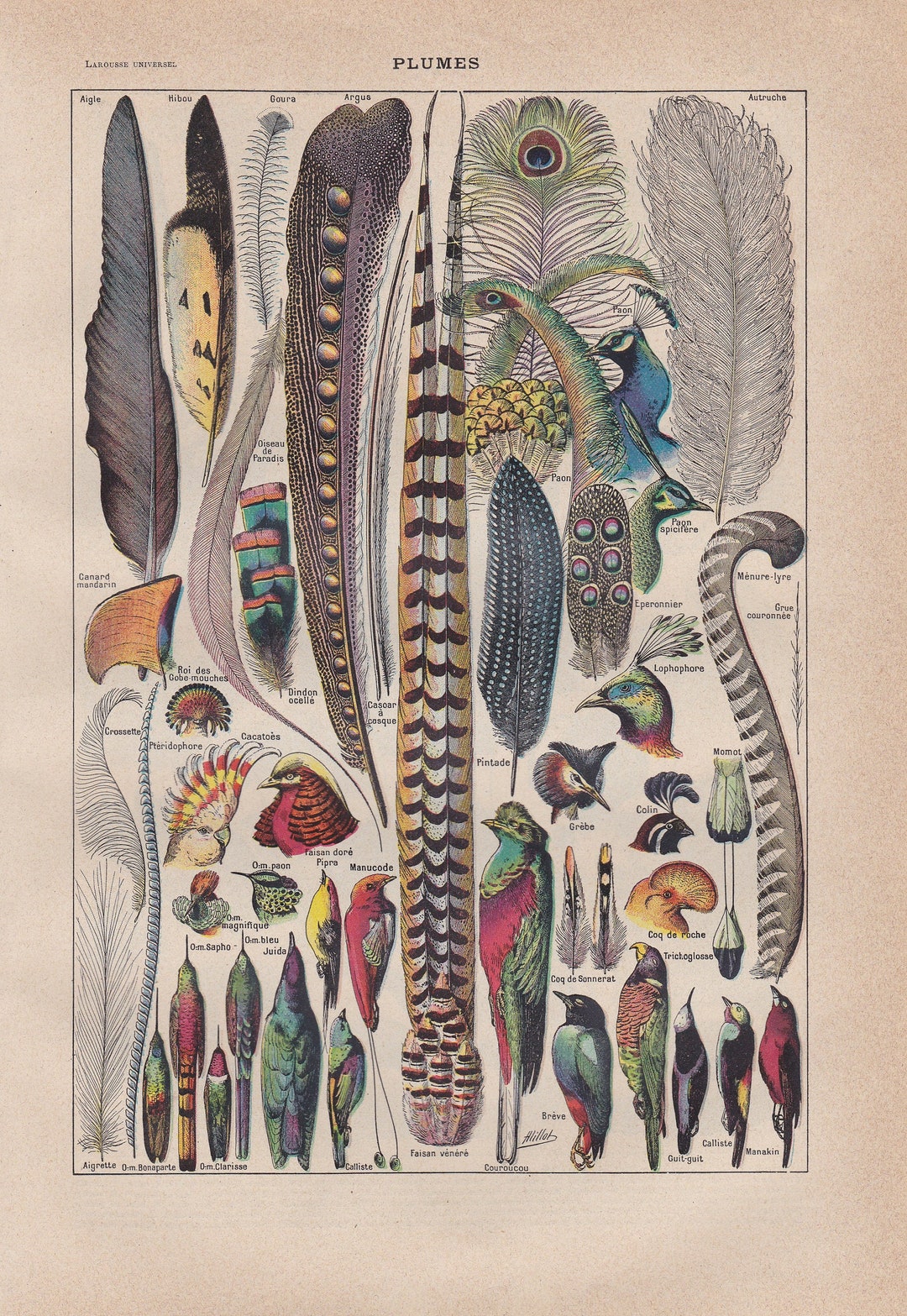 Instant Download - French Feathers Poster - Fashion Art - Home Wall Art ...