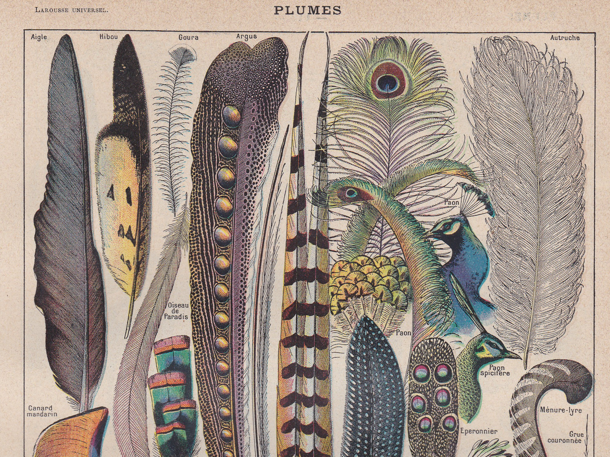 Instant Download - French Feathers Poster - Fashion Art - Home Wall Art ...