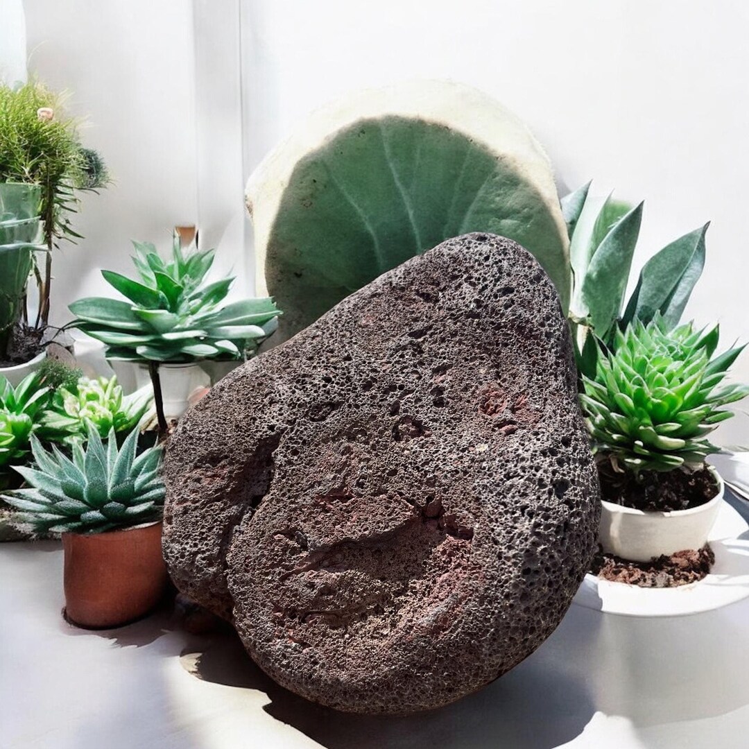 One Large Lava Rock – Perfect for Terrariums, Aquariums, Succulents ...