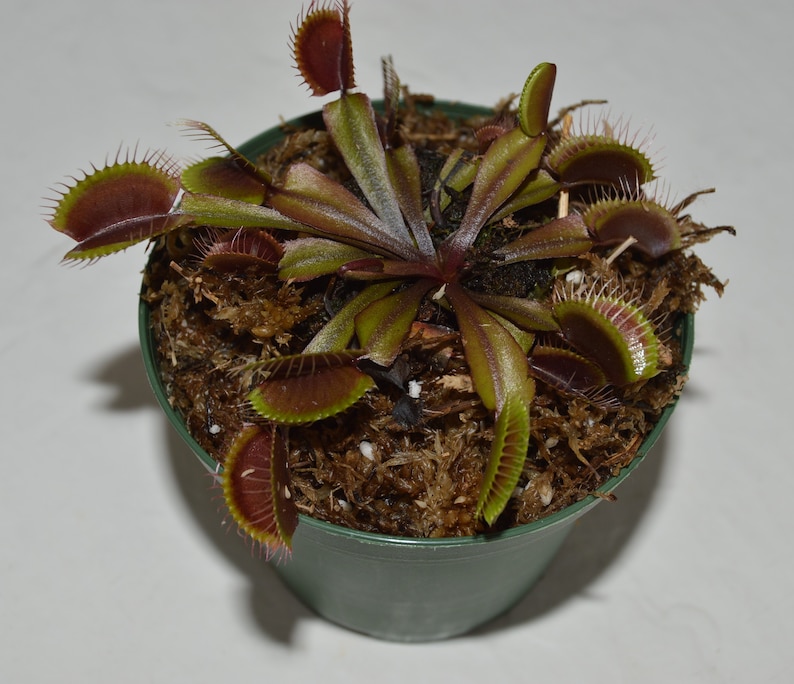 Venus Fly Trap AKAI RYU Red Dragon | Etsy