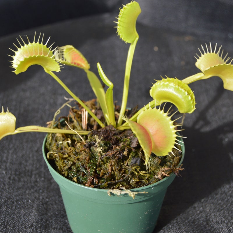 Venus Flytrap - Etsy