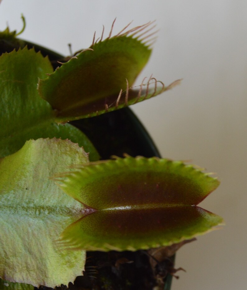 Venus Fly Trap AKAI RYU Red Dragon - Etsy