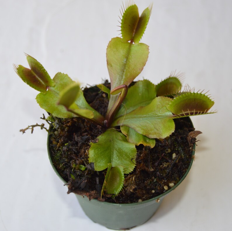 Venus Fly Trap AKAI RYU Red Dragon - Etsy