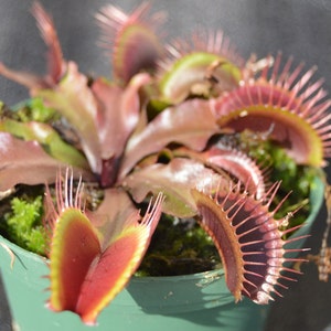 Venus Fly Trap AKAI RYU Red Dragon - Etsy