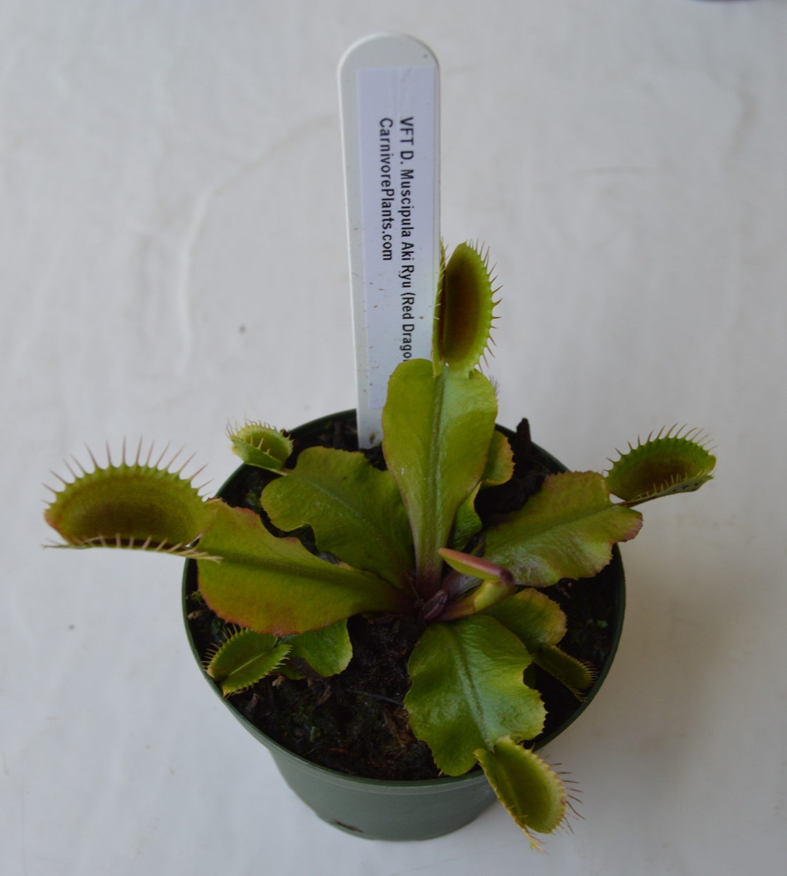 Venus Fly Trap AKAI RYU Red Dragon - Etsy