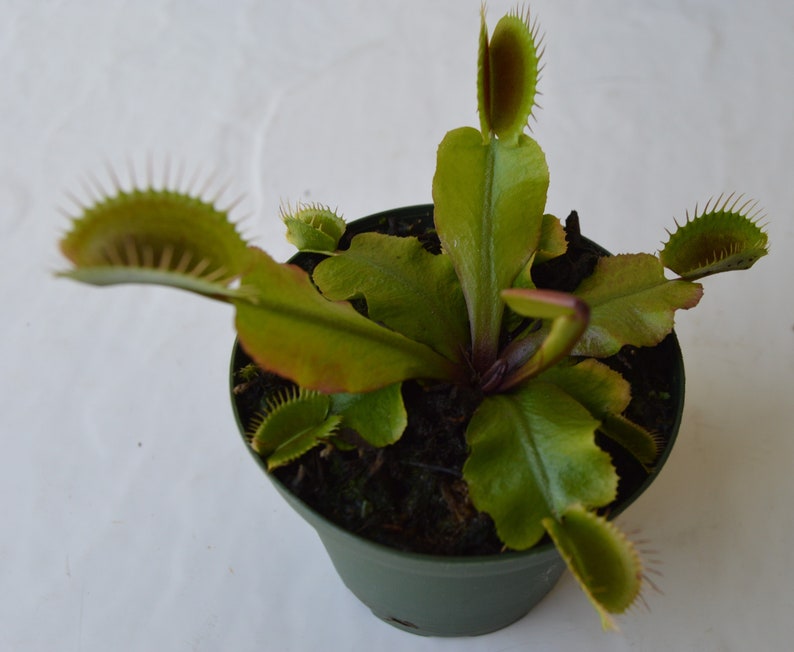Venus Fly Trap AKAI RYU Red Dragon - Etsy