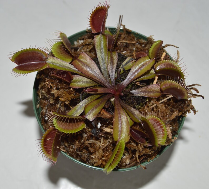 Venus Fly Trap AKAI RYU Red Dragon | Etsy