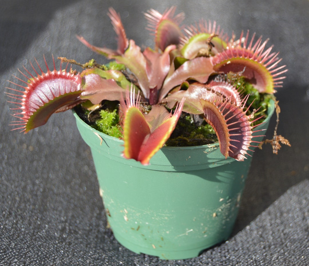 Venus Fly Trap AKAI RYU Red Dragon - Etsy