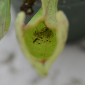 Sarracenia Purpurea Venosa Red (purple Pitcher Plant) SSP. - Etsy