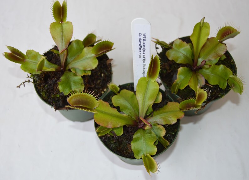 Venus Fly Trap AKAI RYU Red Dragon - Etsy