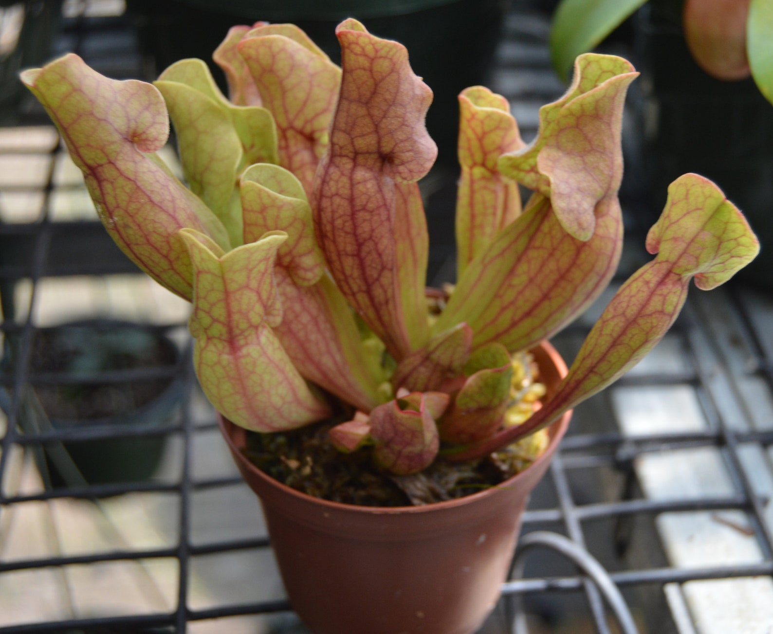 Sarracenia Purpurea Venosa Red purple Pitcher Plant - Etsy