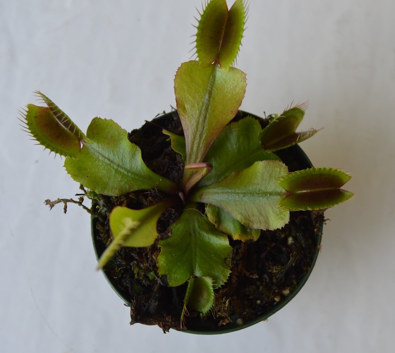 Venus Fly Trap AKAI RYU Red Dragon - Etsy