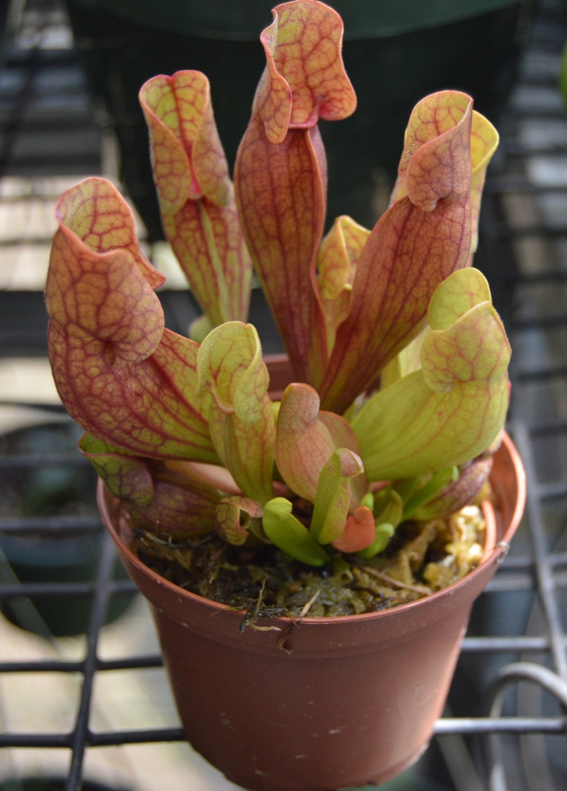 Sarracenia Purpurea Venosa Red purple Pitcher Plant - Etsy