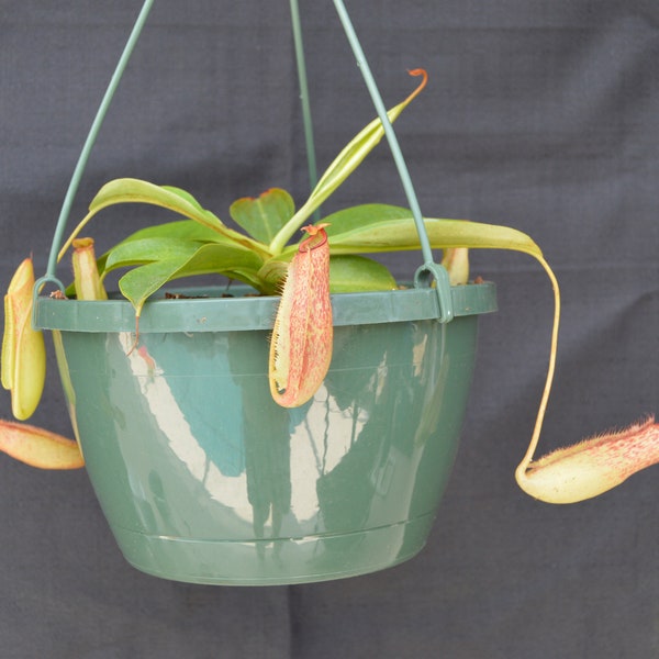 Pitcher Plant - Etsy