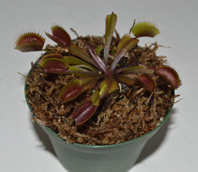 Venus Fly Trap AKAI RYU Red Dragon | Etsy