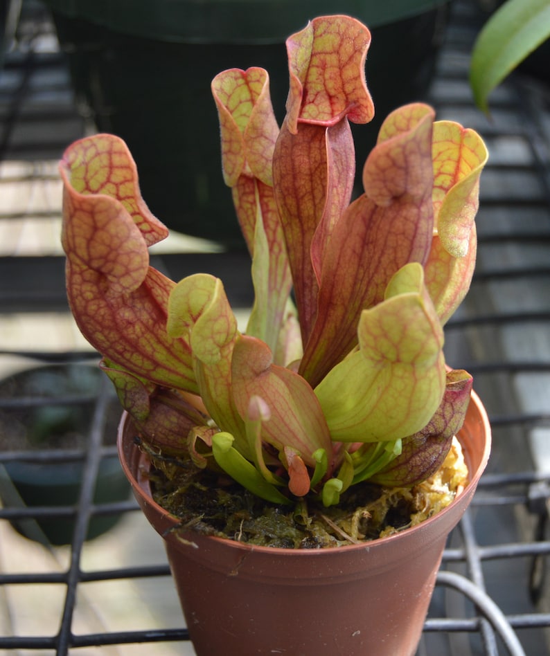 Sarracenia Purpurea Venosa Red purple Pitcher Plant - Etsy