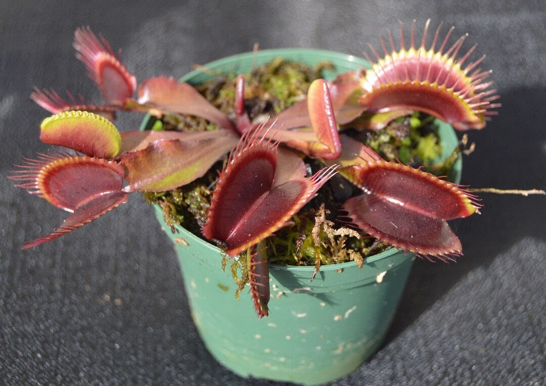 Venus Fly Trap AKAI RYU Red Dragon - Etsy