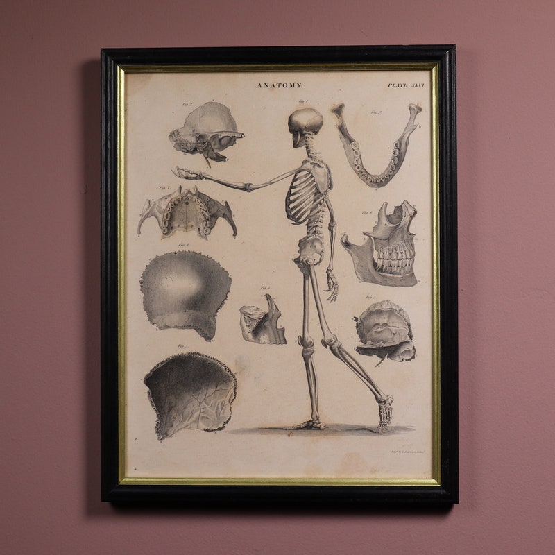 Anatomical Print - Etsy UK