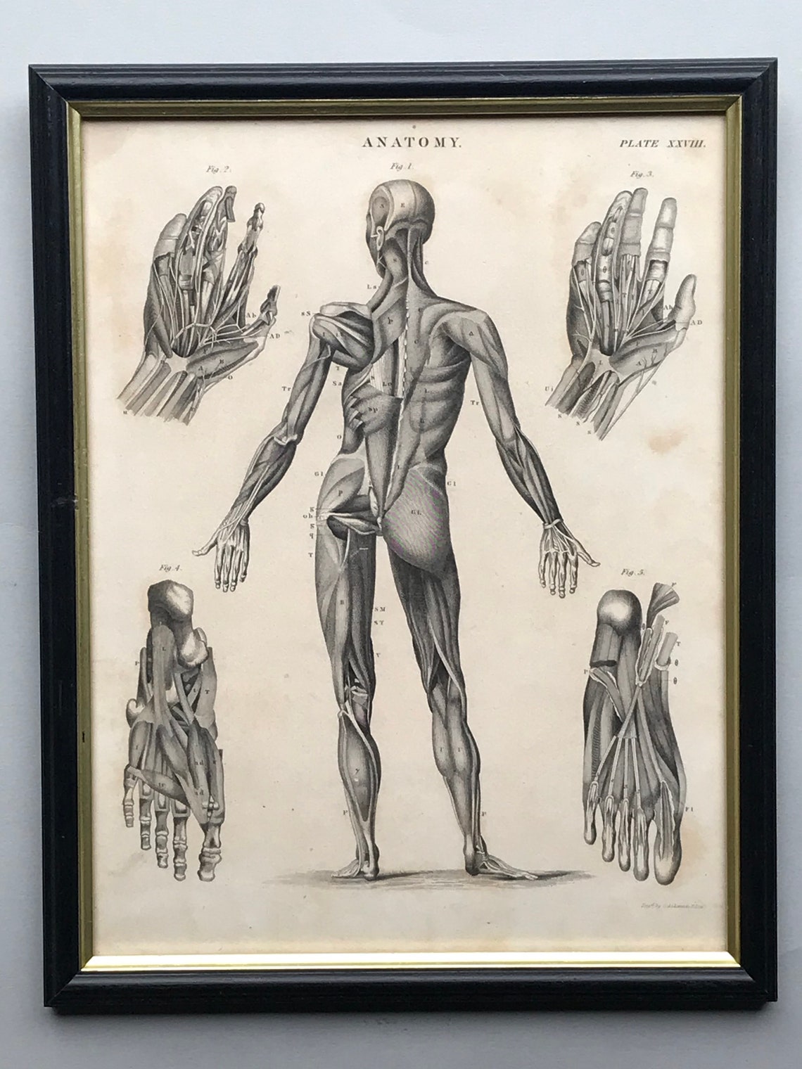 Antique Anatomical Engraving 19th Century Science Print Human - Etsy