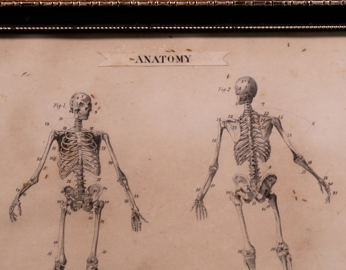 Antique Anatomical Engraving Skeleton Skull 19th Century | Etsy