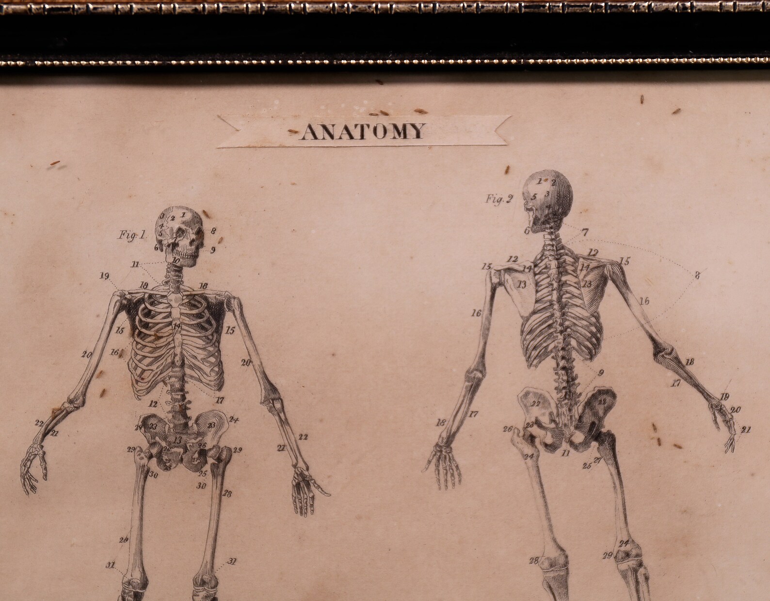 Antique Anatomical Engraving Skeleton Skull 19th Century - Etsy