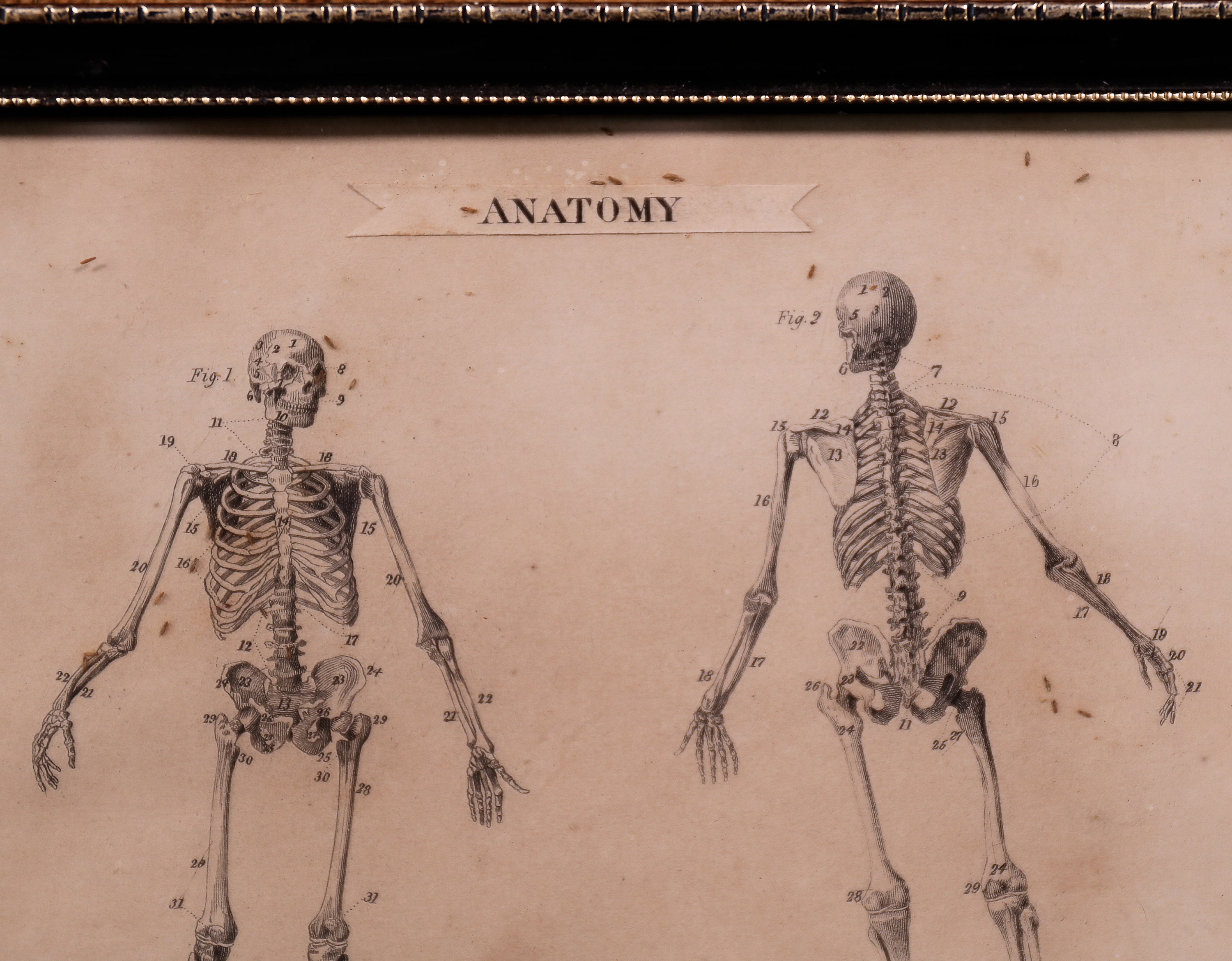 Antique Anatomical Engraving Skeleton Skull 19th Century | Etsy