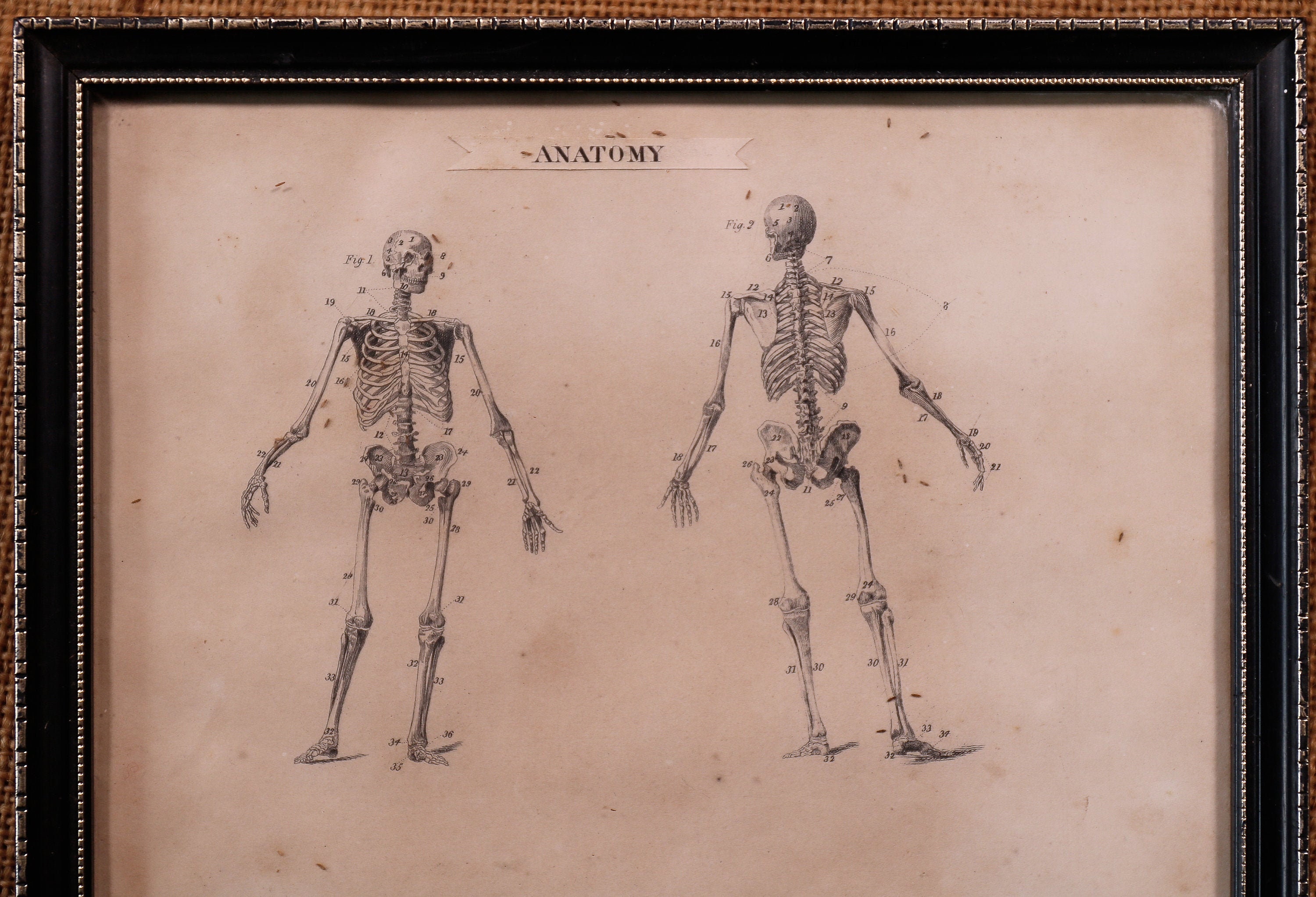 Antique Anatomical Engraving Skeleton Skull 19th Century | Etsy