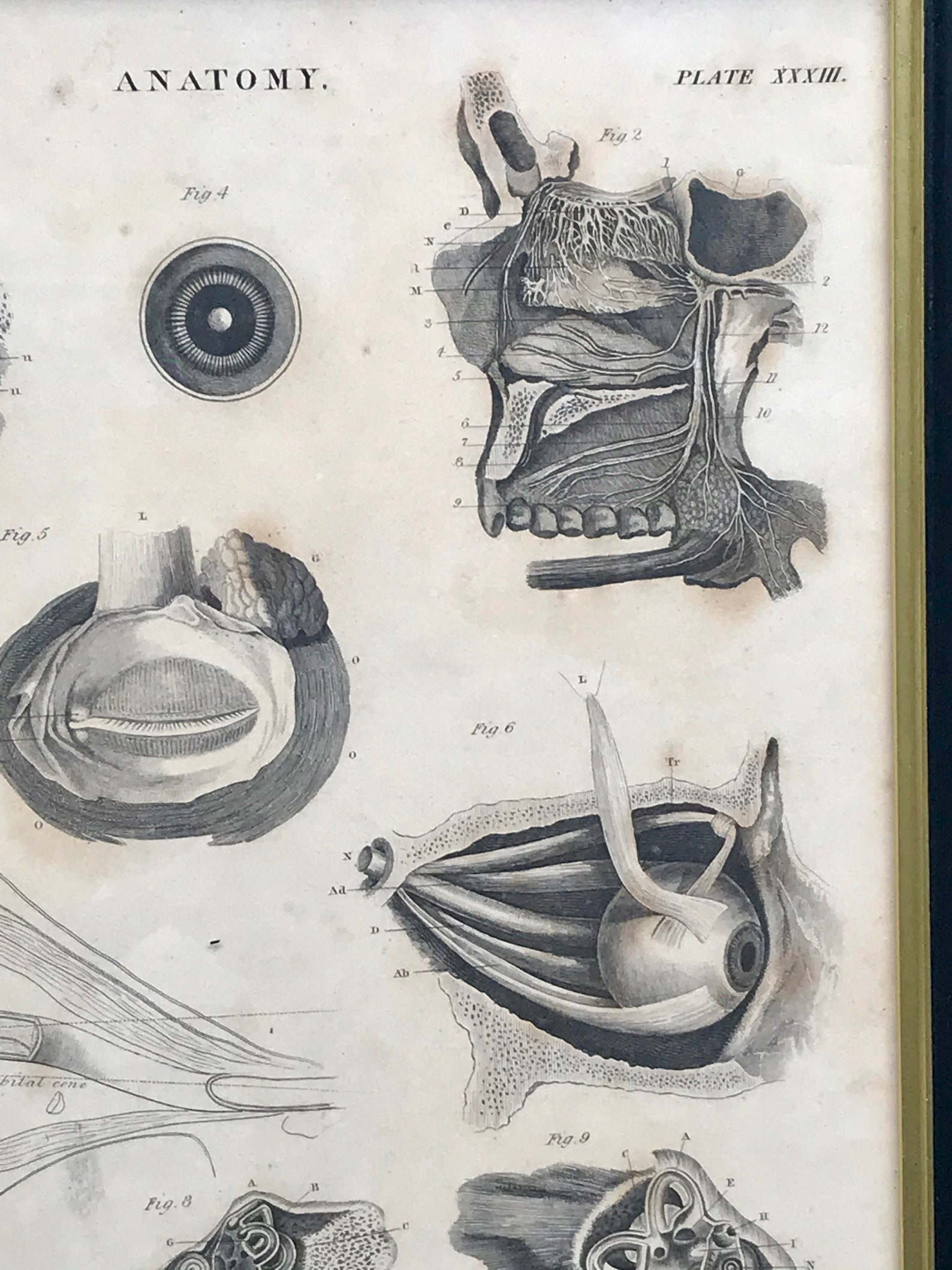 Antique Anatomical Engraving 19th Century Science Print the | Etsy