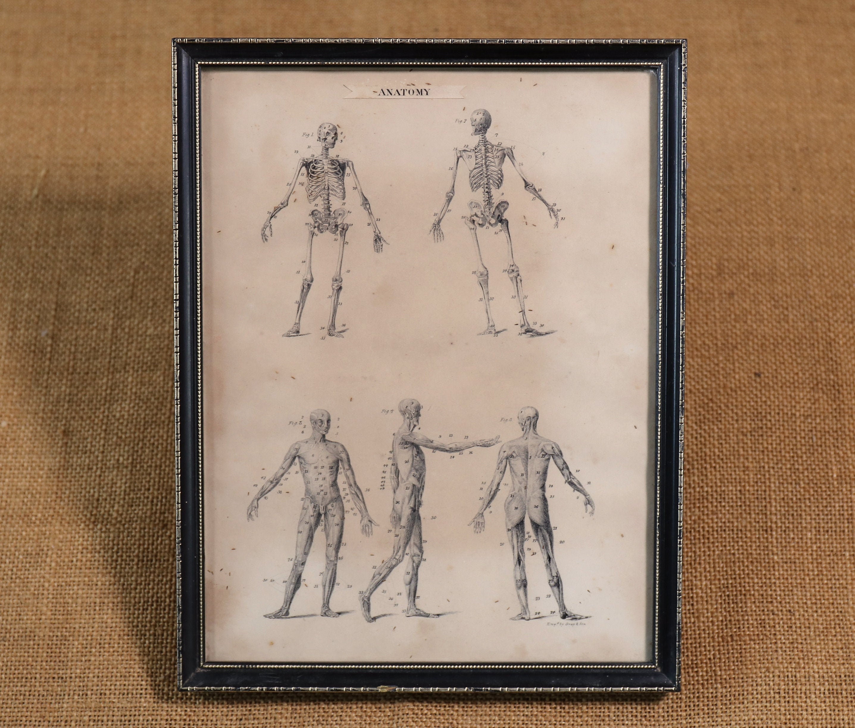 Antique Anatomical Engraving Skeleton Skull 19th Century | Etsy