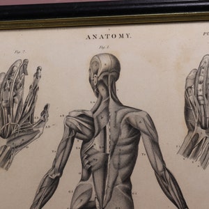 Antique Anatomical Engraving 19th Century Science Print Human Body ...