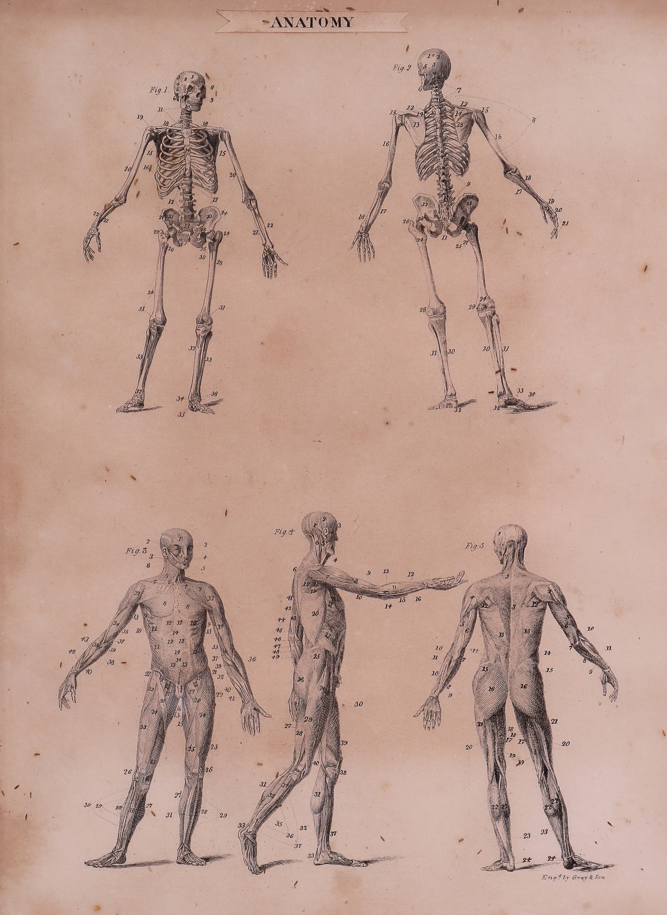 Antique Anatomical Engraving Skeleton Skull 19th Century | Etsy