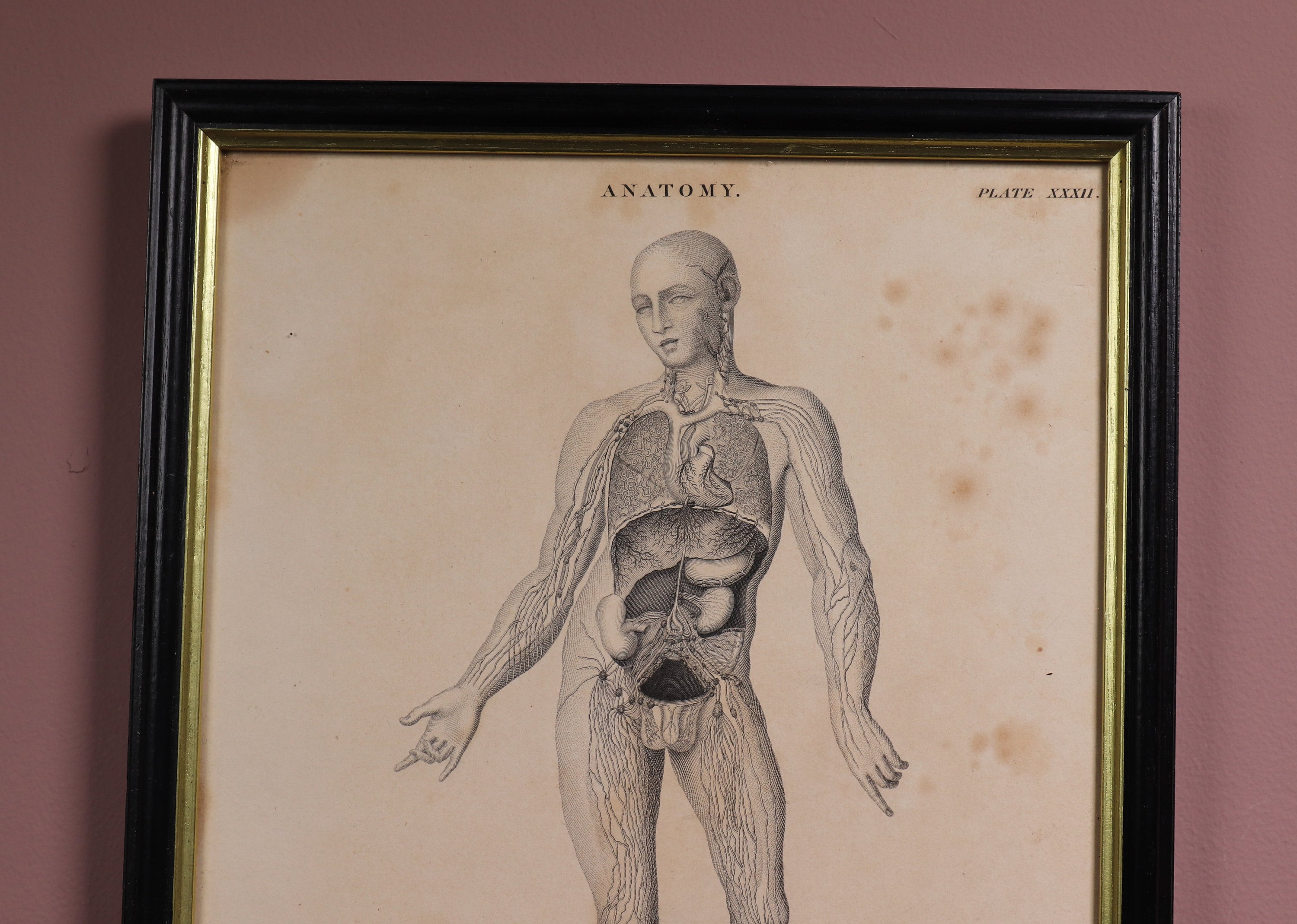 Antique Anatomical Engraving 19th Century Science Print Renal System ...