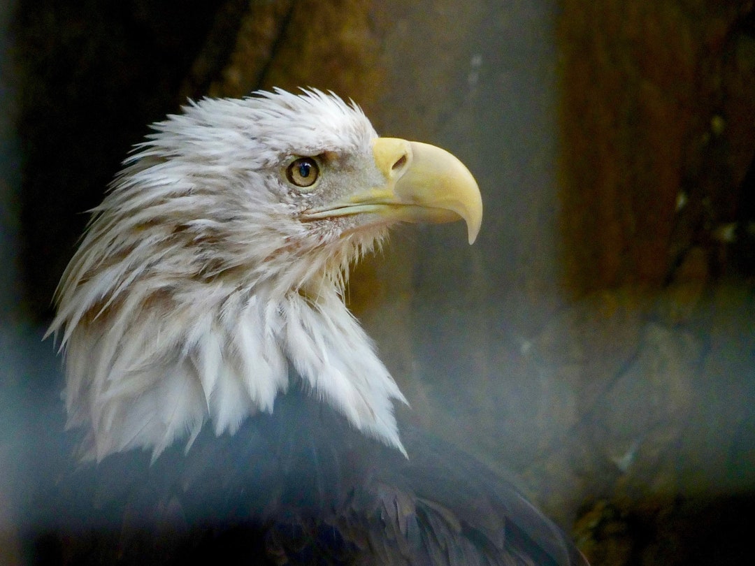 Color Photography - Bald Eagle - Caged - Etsy