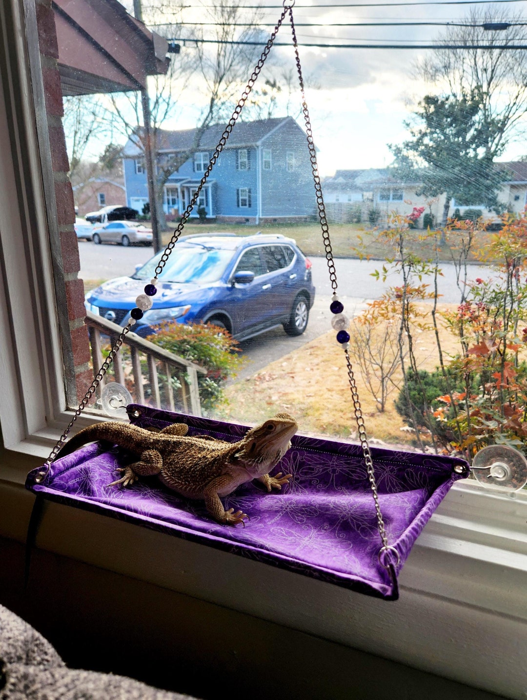 Bearded Dragon Lizard Window Hammock Perch Lounge: Multiple Sizes ...
