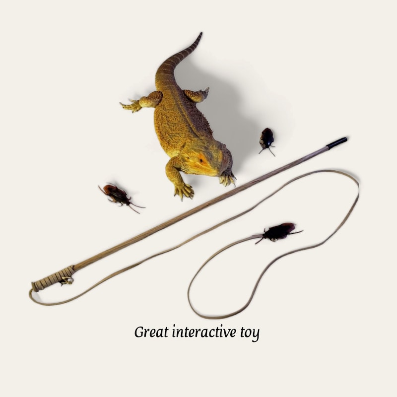 PamperedLizards - Etsy