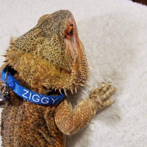 Bearded Dragon Collar Personalized Adjustable Lizard Bell Collar, Small ...