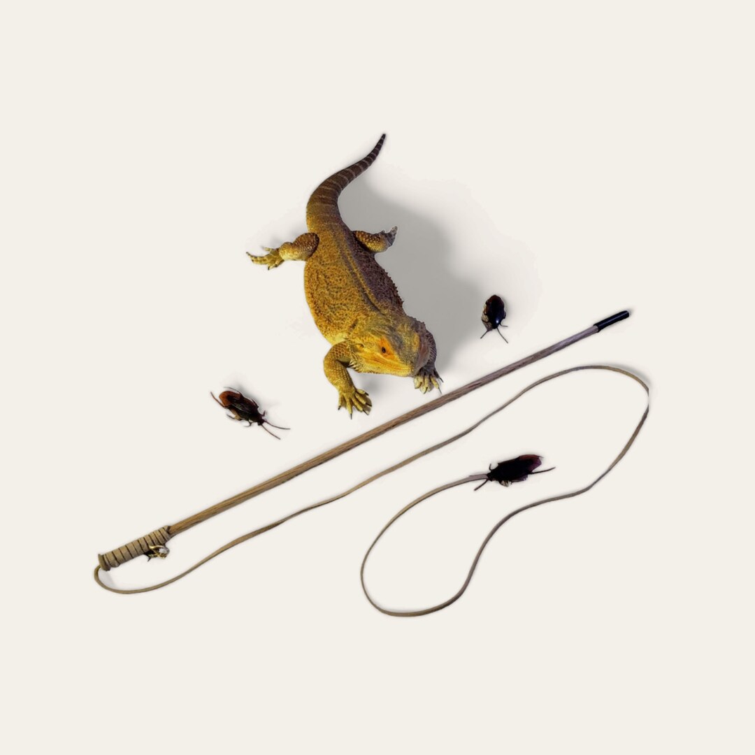 Lizard Roach Toy Wand. Bearded Dragon Exercise, Interactive Toy Bug ...
