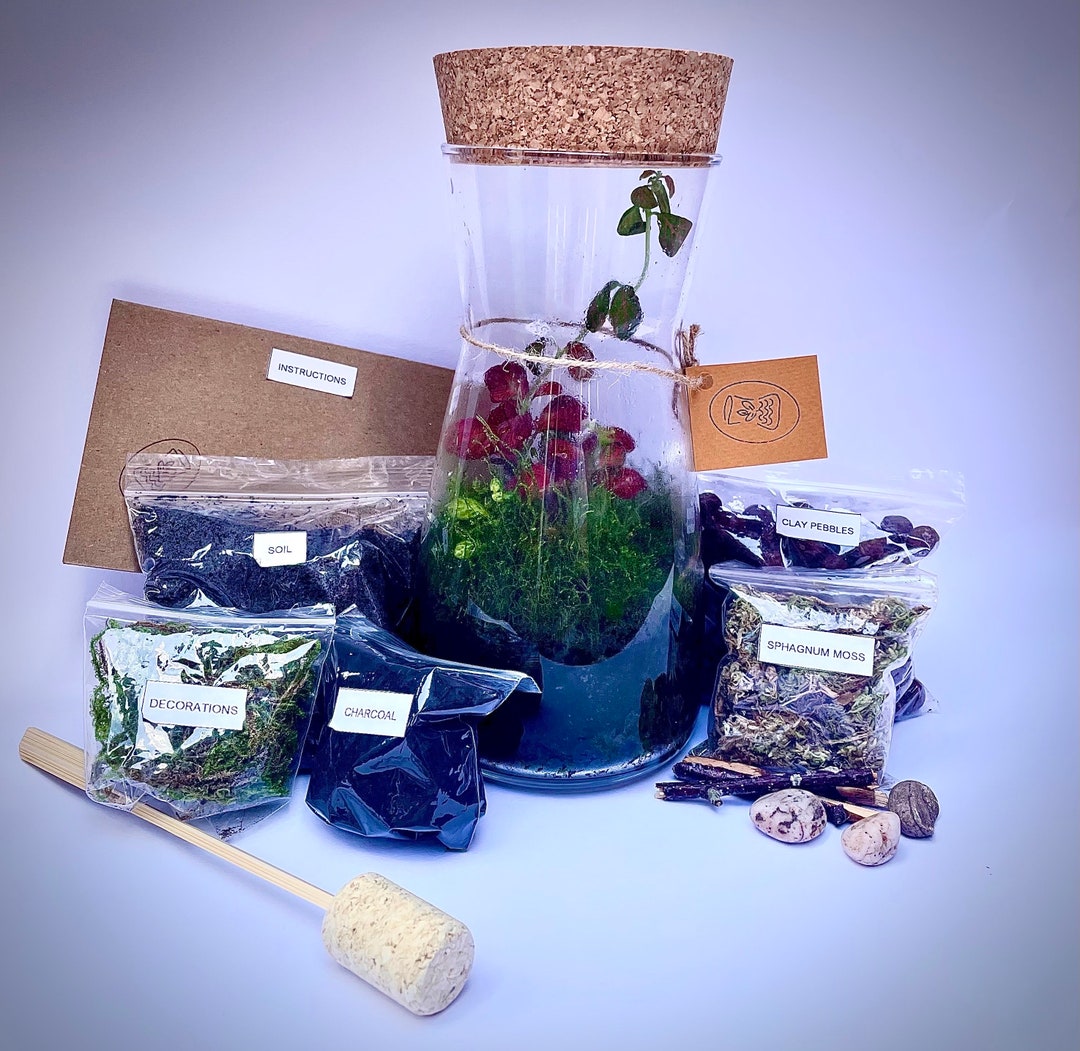 DIY Complete Terrarium Kit With Glass Jar, Live Moss, Handmade in UK - Etsy