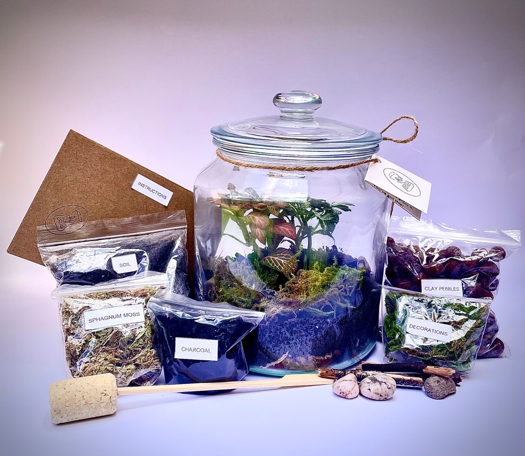 DIY Complete Terrarium Kit With Plants, Glass Jar, Moss, UK Handmade ...