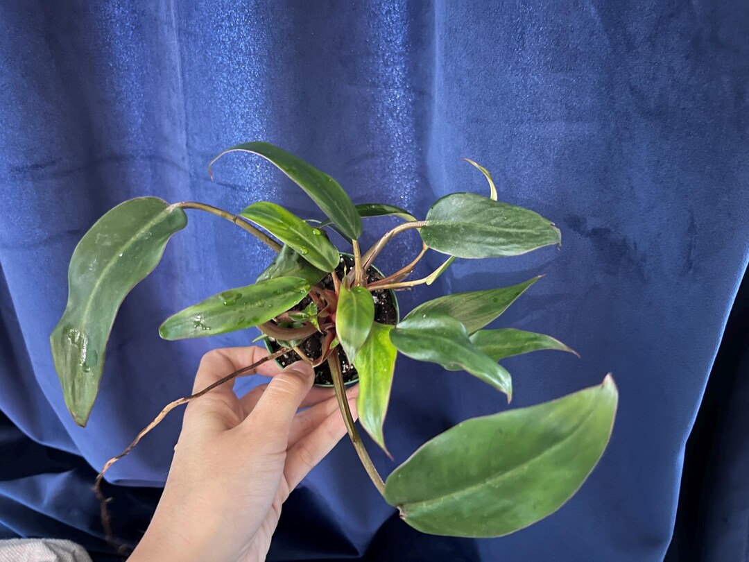 Mini Red Philodendron Terrarium Miniature Houseplant - Etsy