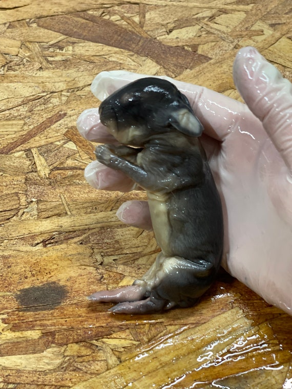Taxidermy & Curiosities Harlequin Baby Bunny Wet Specimen Taxidermy ...