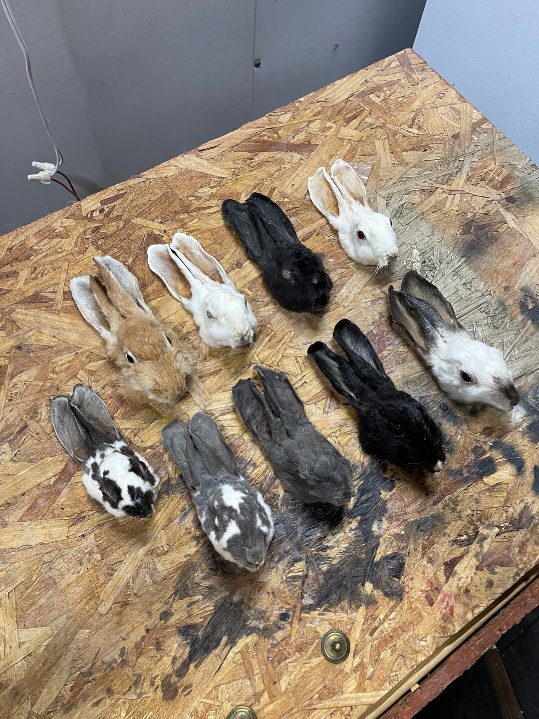 Mummified Rabbit Head taxidermy Oddities - Etsy