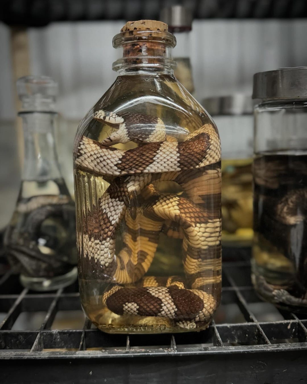 Large Kingsnake Wet Specimen - Taxidermy Oddity - Etsy