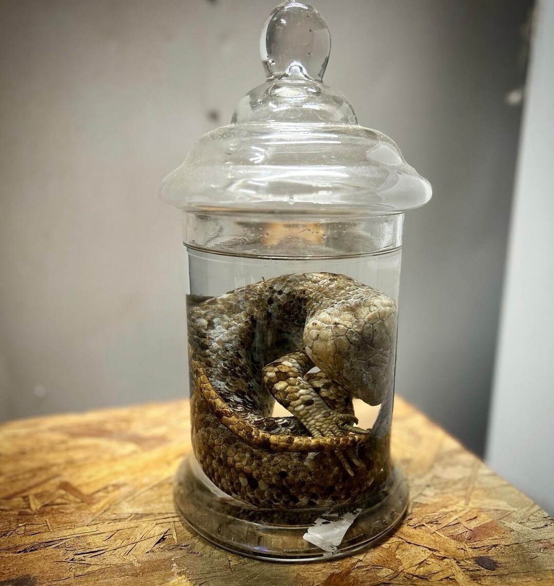 Monkey Tailed Skink Wet Specimen RARE - Etsy