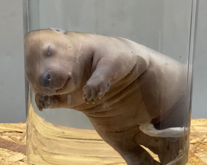 Beaver Wet Specimen Fetal Specimen Taxidermy Oddities - Etsy