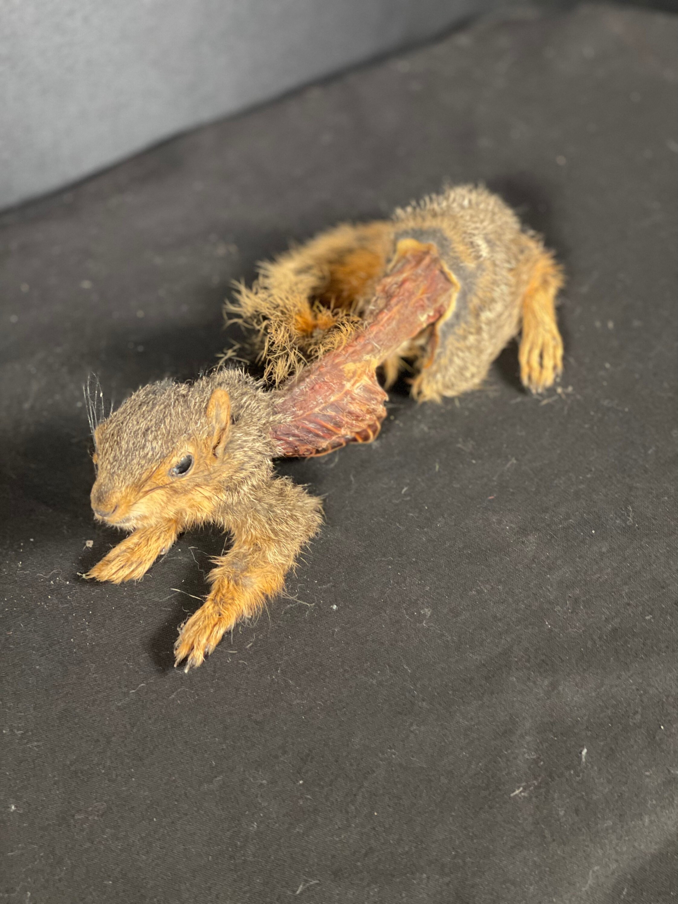 Mummified Zombie Squirrels Taxidermy Oddities - Etsy