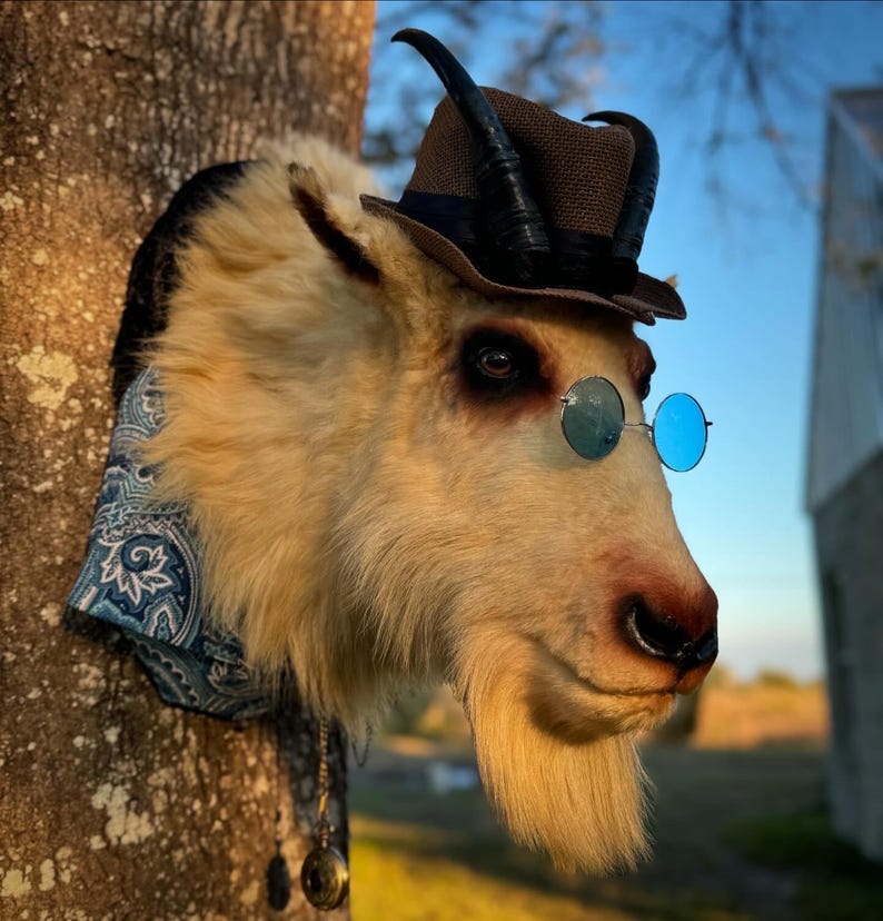 Barnibus - Gentleman Mountain Goat - Taxidermy Oddities - Etsy