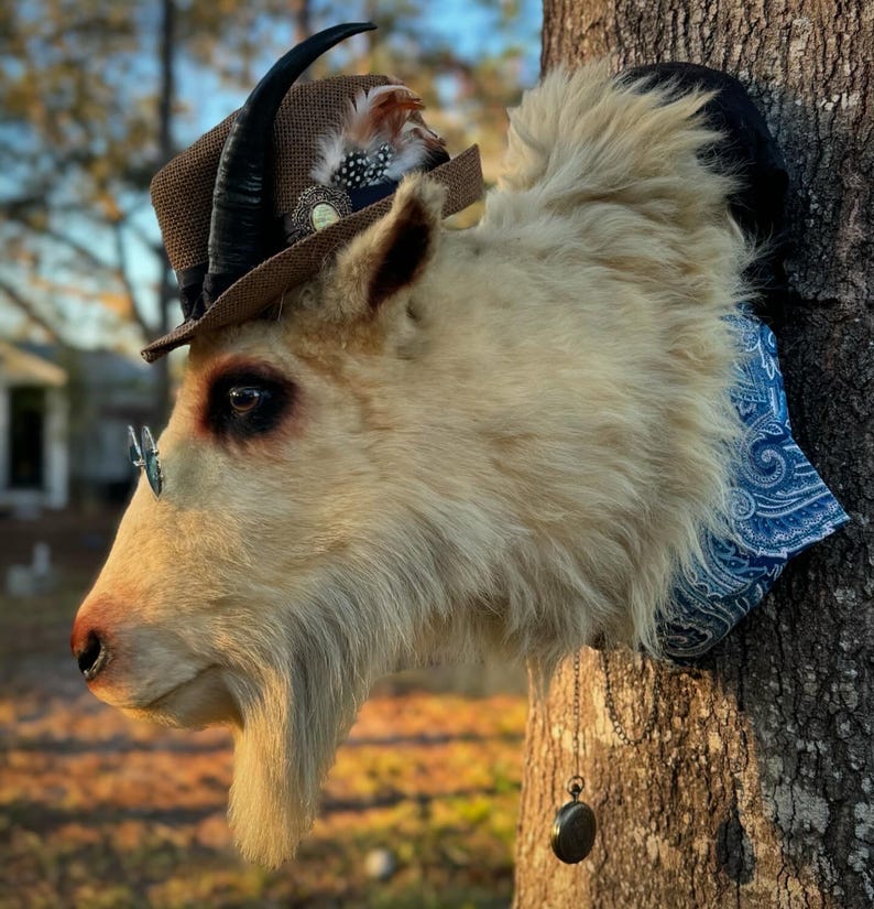 Barnibus - Gentleman Mountain Goat - Taxidermy Oddities - Etsy