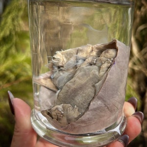 Fetal Beaver With Amniotic Sac Educational Wet Specimen - Etsy